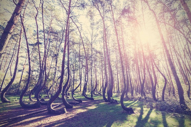 Crooked Forest: il mistero della Foresta Storta in Polonia