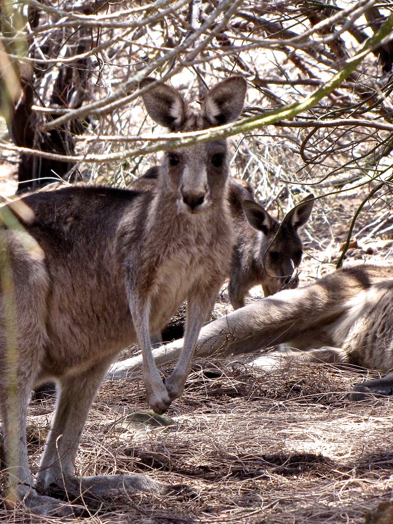 Scopri Kangaroo Island, l’isola dei canguri