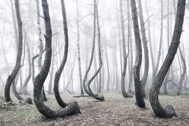Crooked Forest: il mistero della Foresta Storta in Polonia