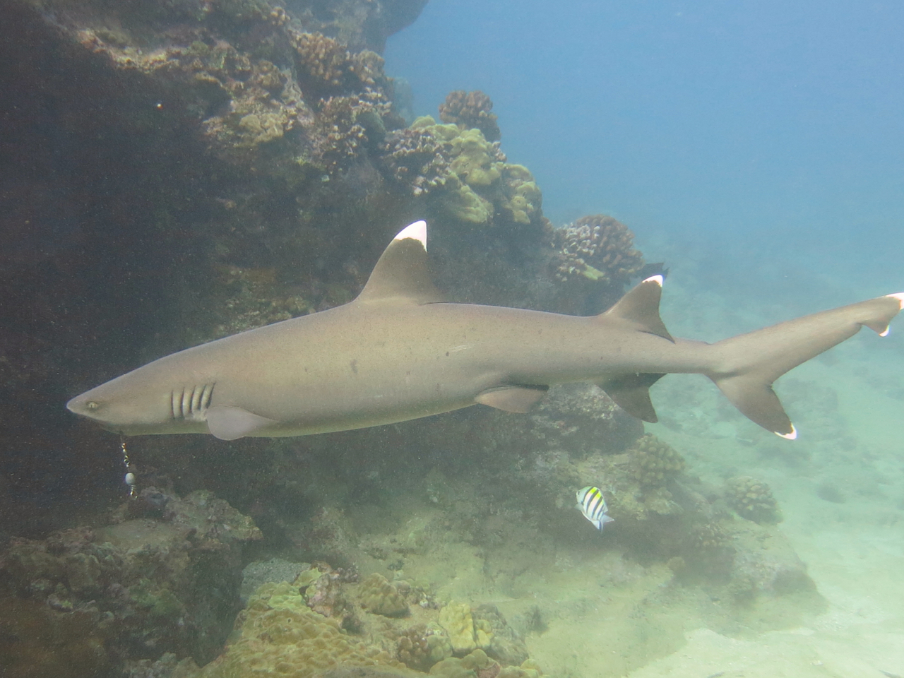 Maui – L’Isola della Valle